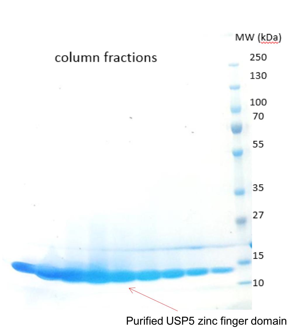 USP5 Zf-UBD Protein Purification – openlabnotebooks.org