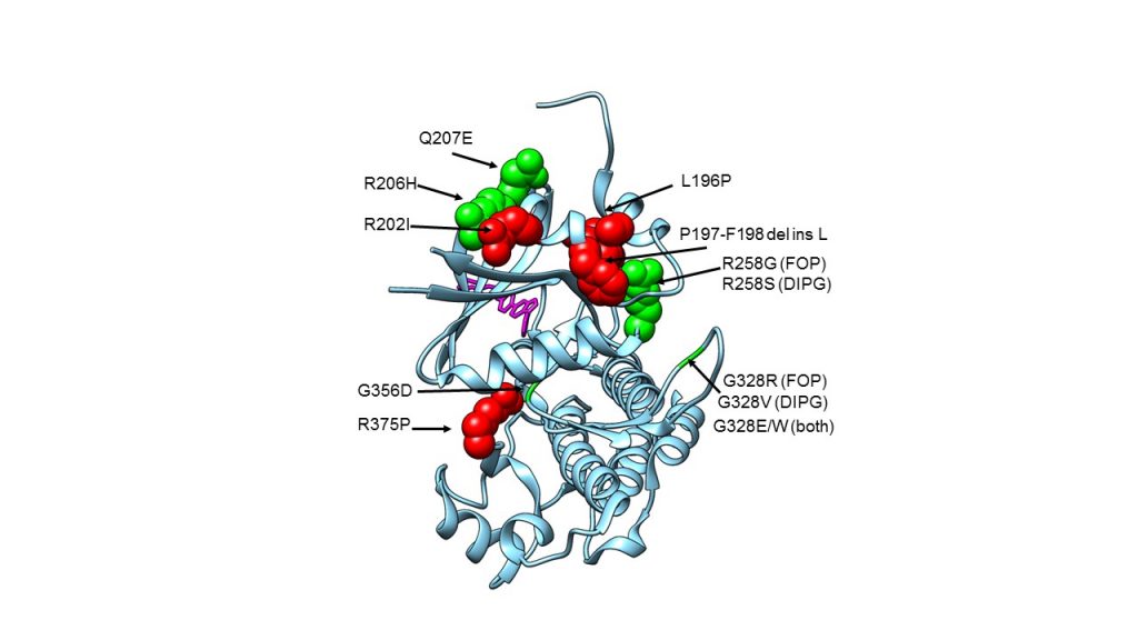 ACVR1 – the link between FOP and DIPG – openlabnotebooks.org