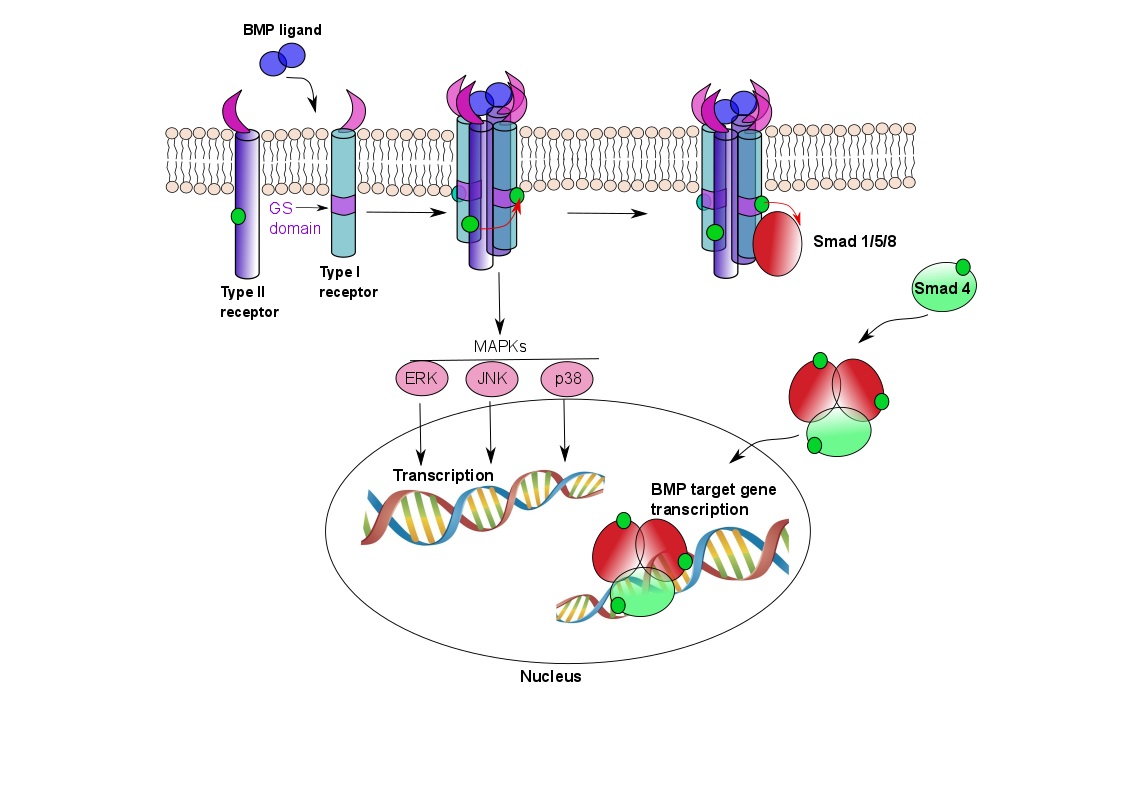 ACVR1 – the link between FOP and DIPG – openlabnotebooks.org