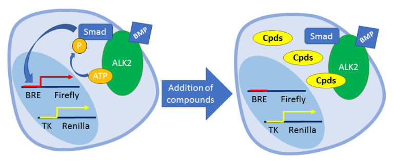 Project overview: Establishing Cellular Assays to Screen for ALK2 ...