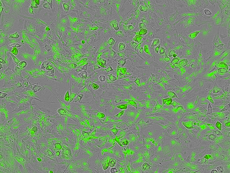 Generation of fluorescently labelled OP9 stromal cells for growing ...