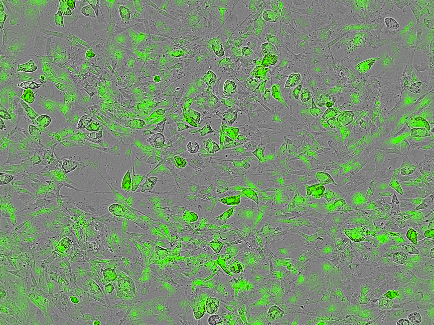 Generation of fluorescently labelled OP9 stromal cells for growing ...