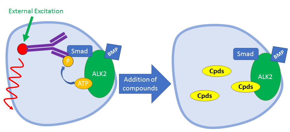 Project overview: Establishing Cellular Assays to Screen for ALK2 ...