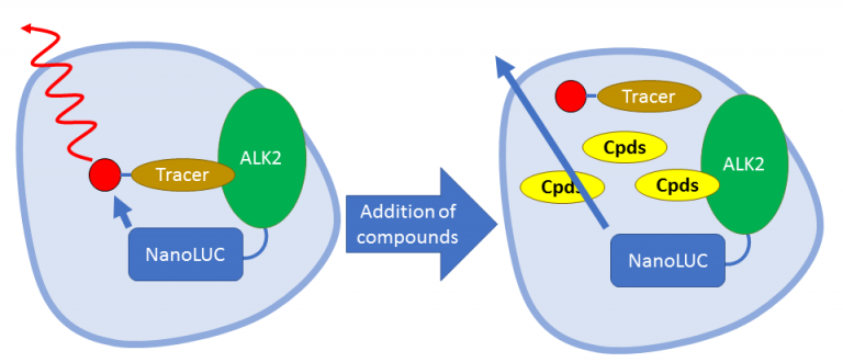 Project overview: Establishing Cellular Assays to Screen for ALK2 ...