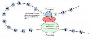 Project Overview: Understanding Enhancer Biology in Cancer ...