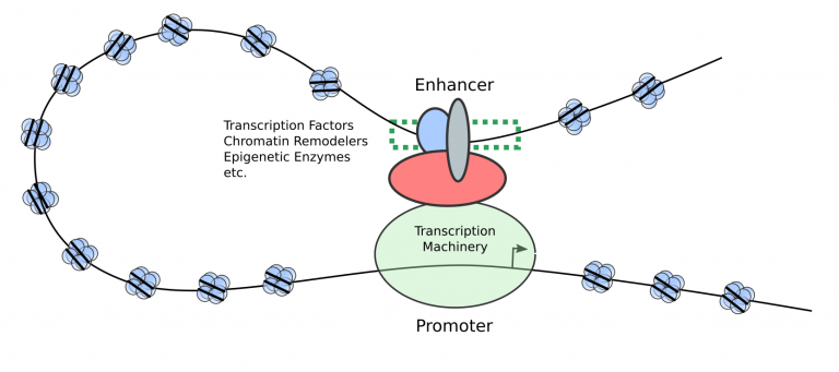 Project Overview: Understanding Enhancer Biology in Cancer ...