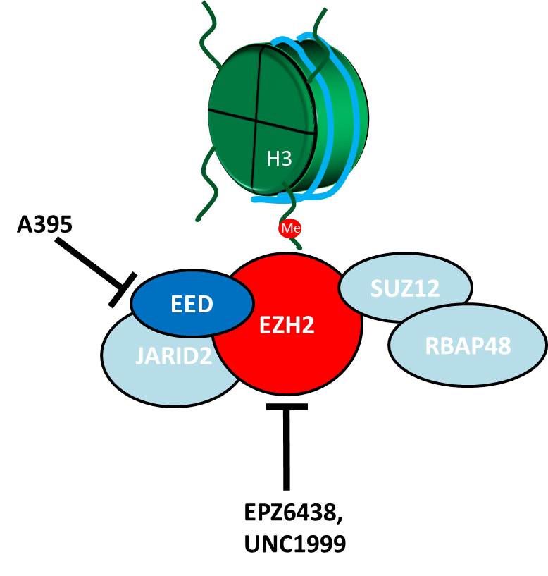 Project Overview: Testing polycomb repressive complex 2 (PRC2 ...
