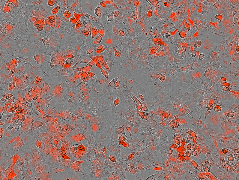 Generation of fluorescently labelled OP9 stromal cells for growing ...