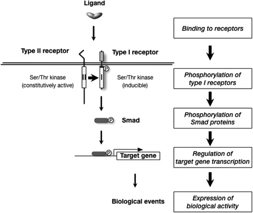 Optimisation of ligand concentration for the activation of ALK2 and ...