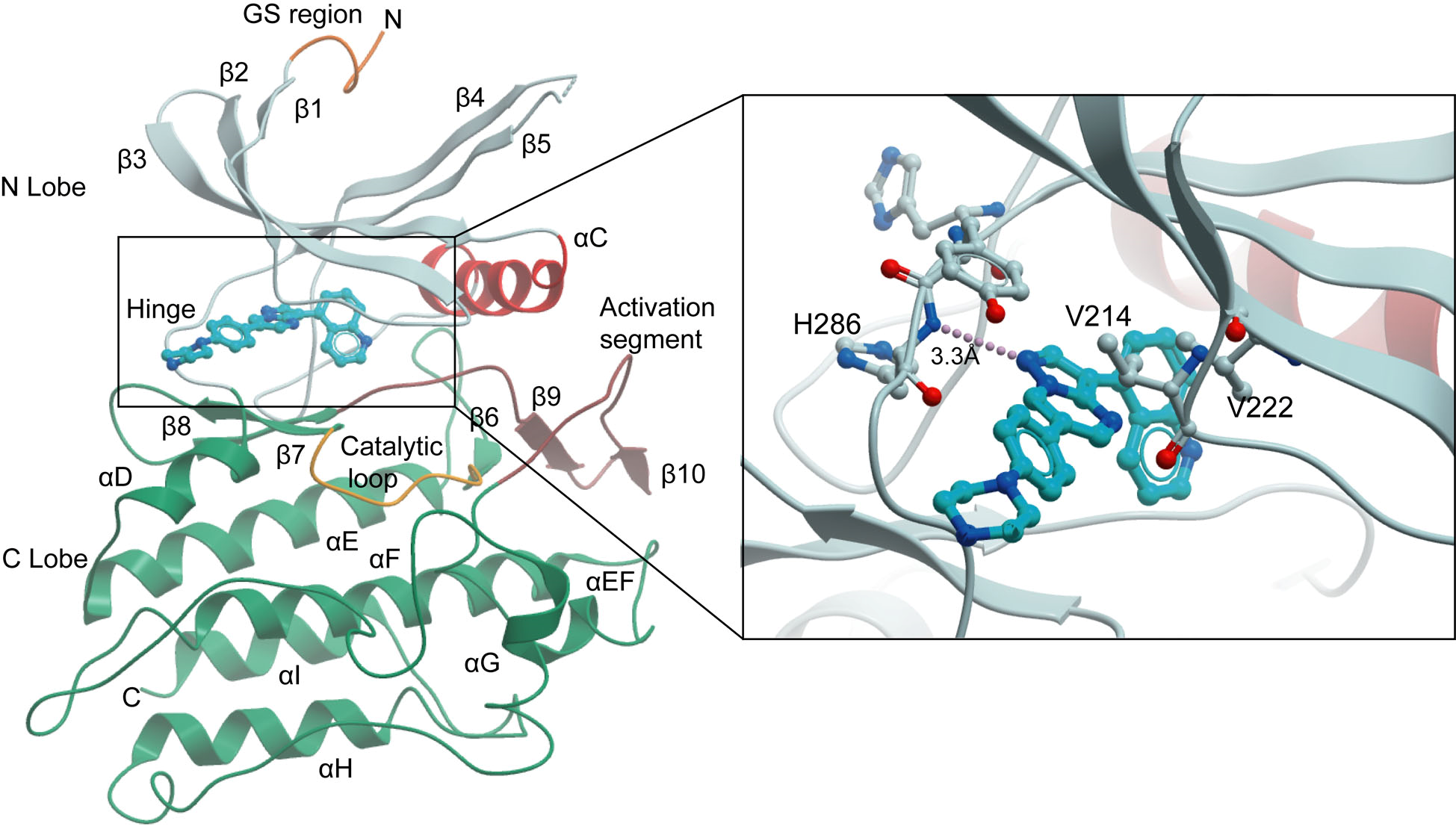 Project overview: New compounds for FOP and the role of mutation on ...