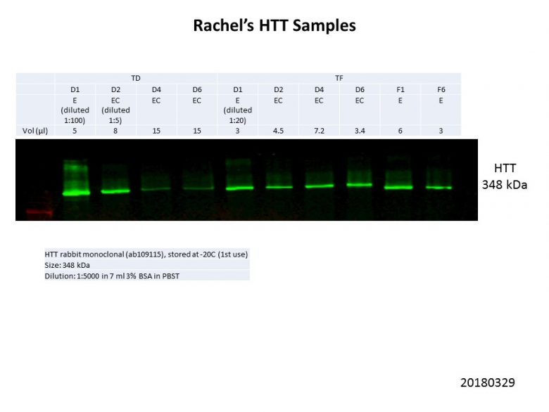 Visualisation of Purified HTT Proteins – openlabnotebooks.org