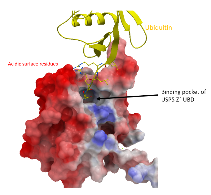 USP5 Zf-UBD Fluorescence Polarization Displacement Assay #3 ...
