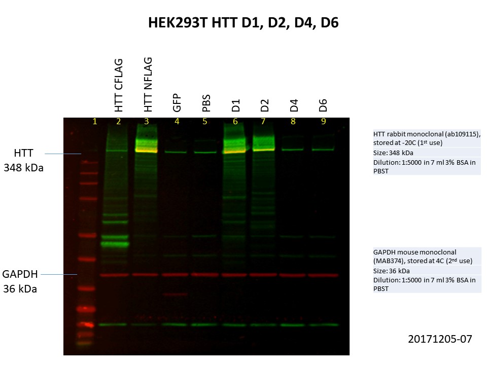 Overexpression of Expanded HTT – openlabnotebooks.org