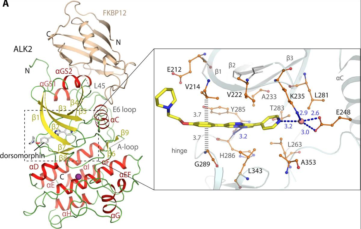 Co-Crystallisation of the ALK2/FKBP12 complex with compounds from M4K ...