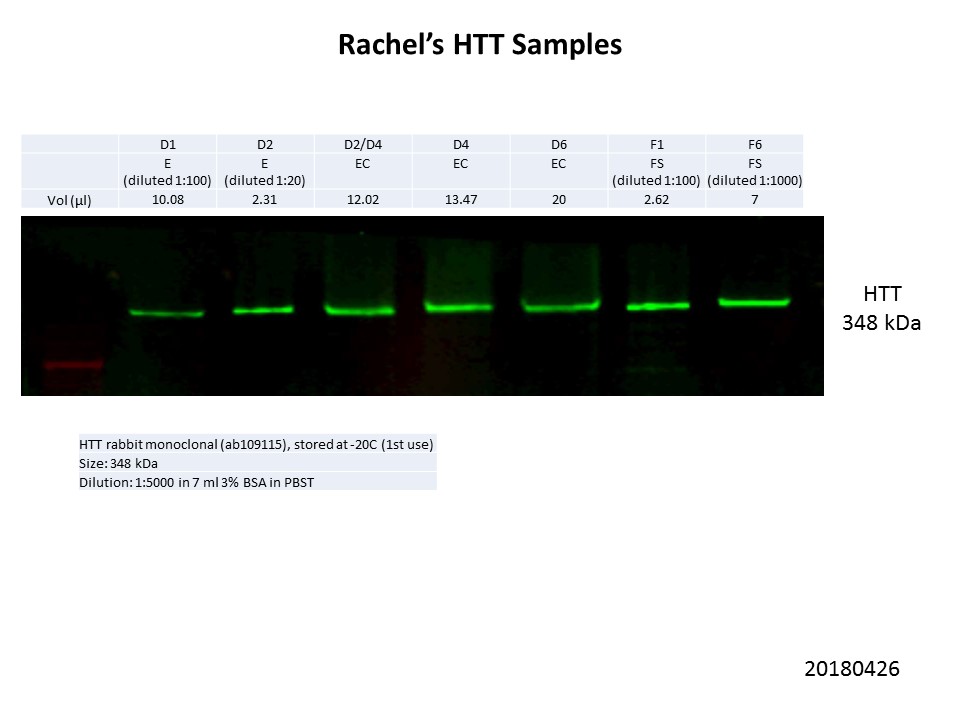 Visualisation of Purified HTT Proteins (2) – openlabnotebooks.org