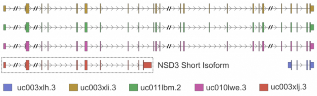 NSD3’s Role in Promoting Epithelial to Mesenchymal Transition is ...