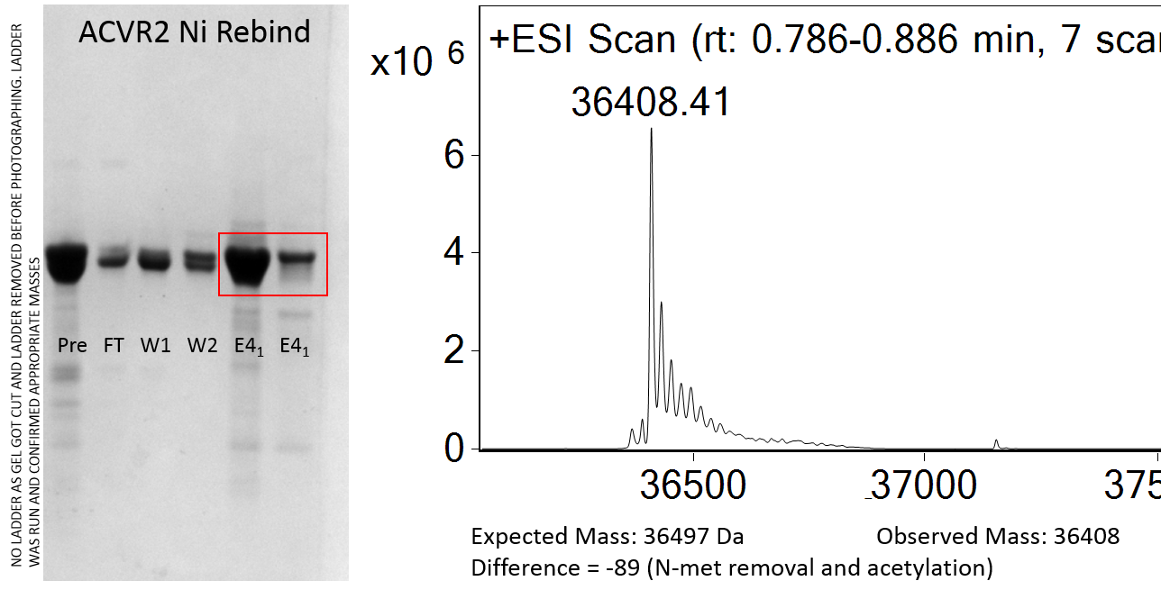 Purification of ACVR2, Alk3 (BMPR1A) and Alk6 (BMPR1B ...