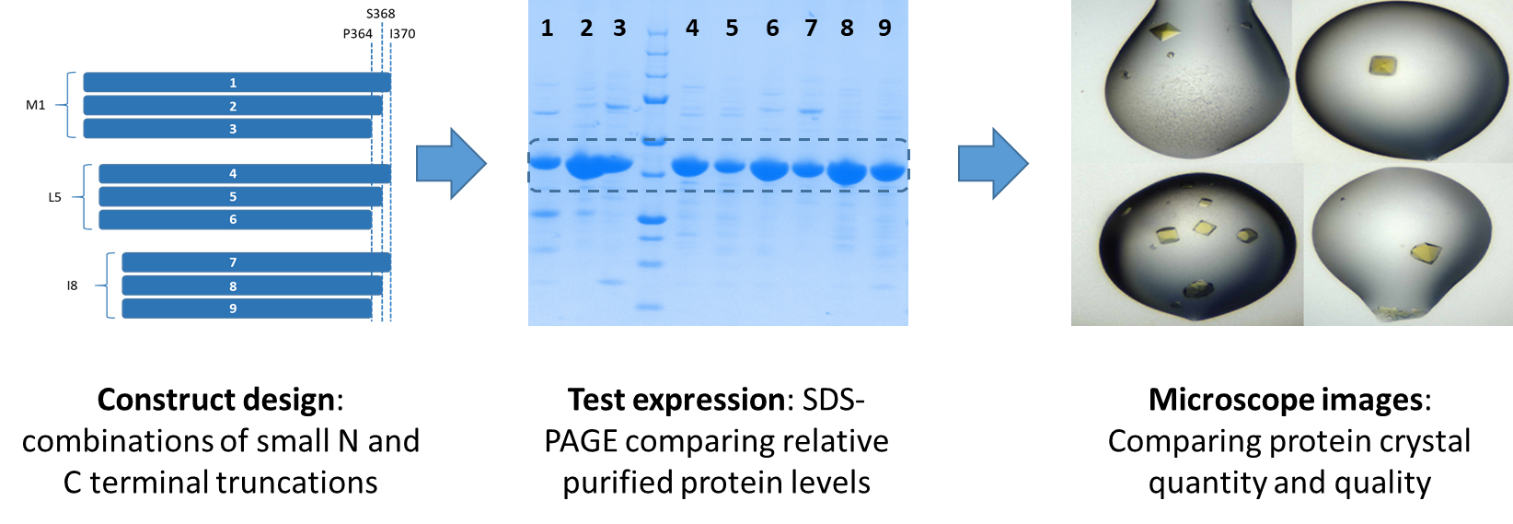 Identifying fragments that bind to HAO1 by x-ray crystallography ...