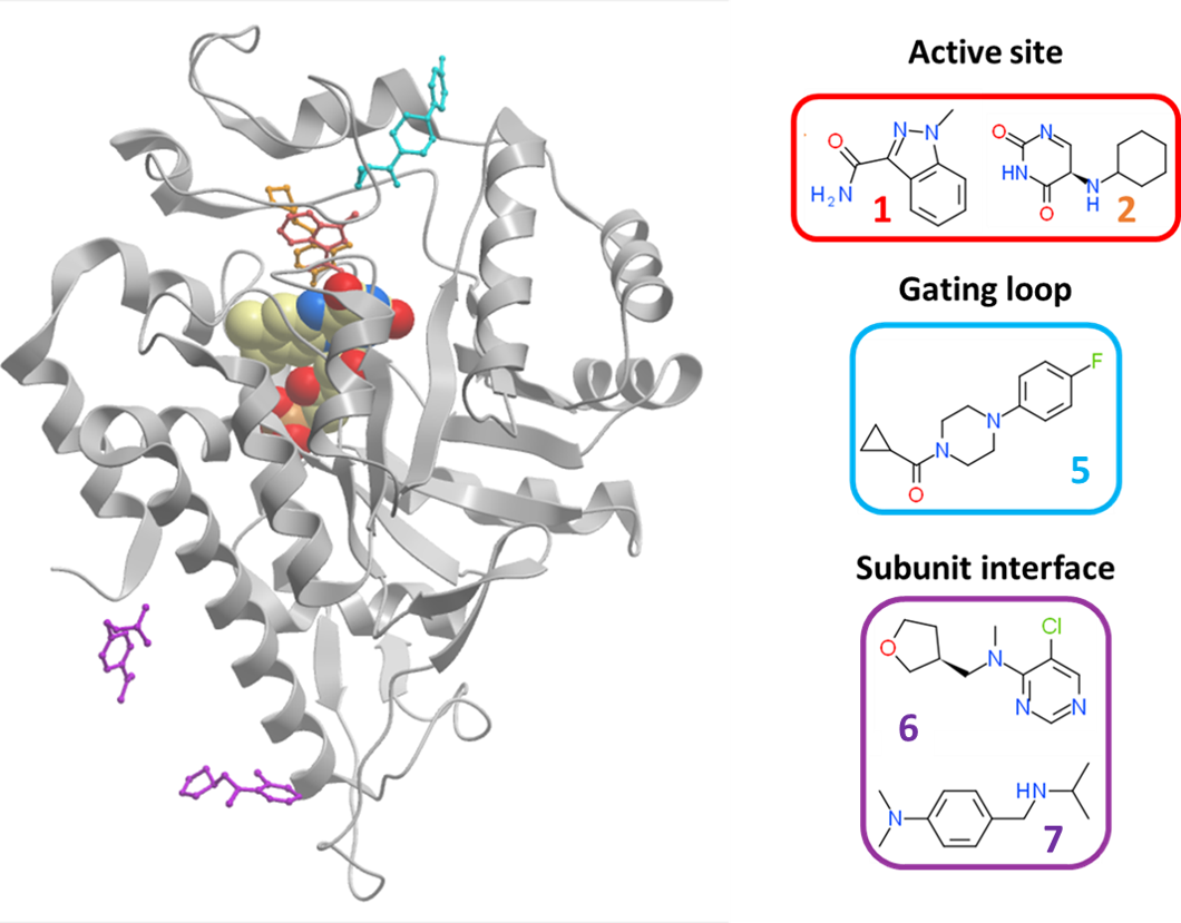 Identifying fragments that bind to HAO1 by x-ray crystallography ...