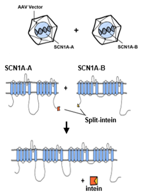 Design of split-intein mediated SCN1A protein trans-splicing ...