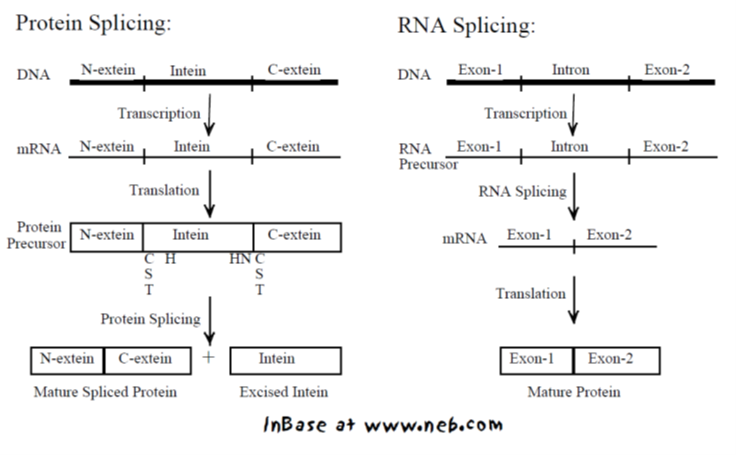 Design of split-intein mediated SCN1A protein trans-splicing ...
