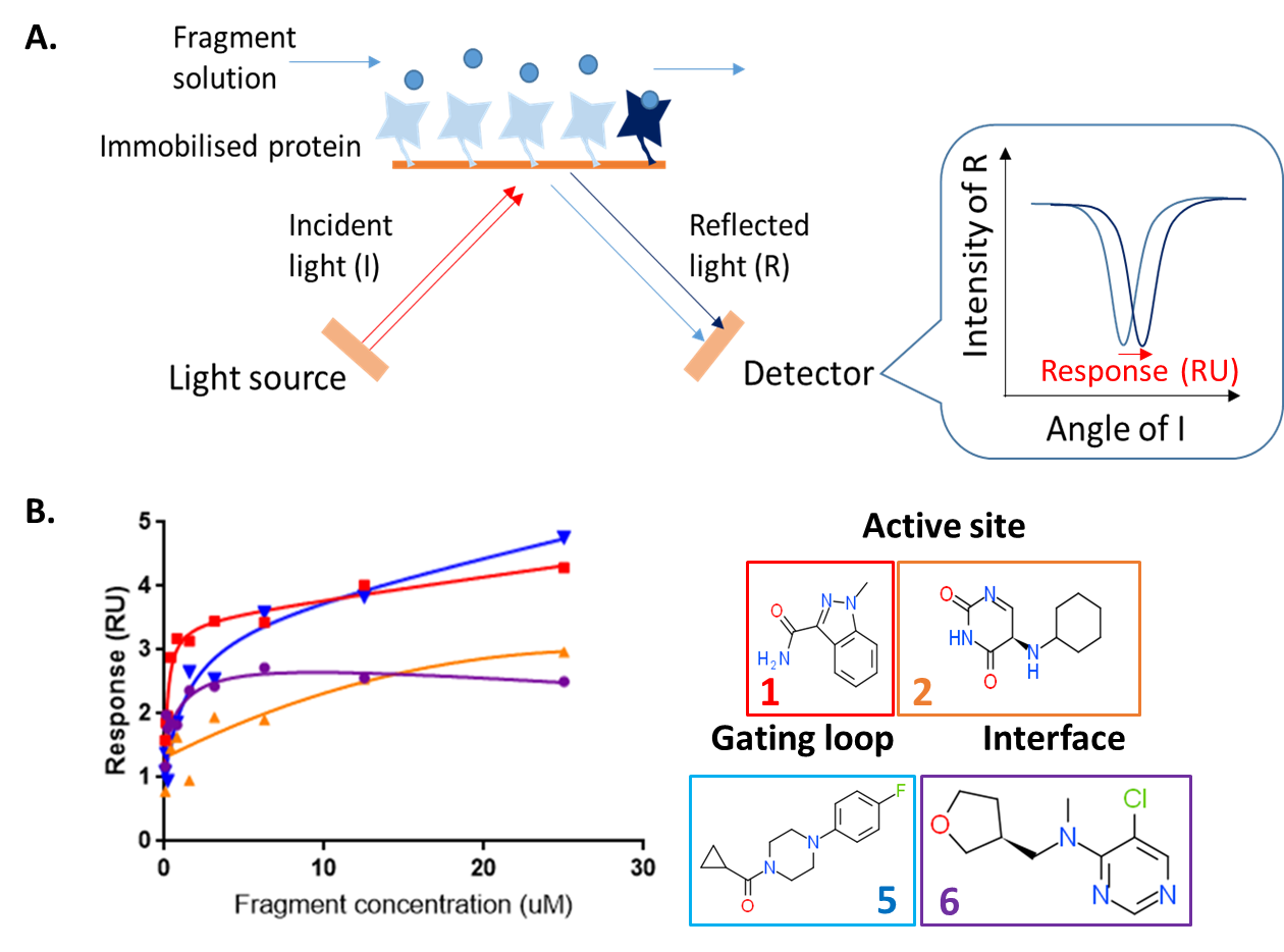 Characterisation of HAO1 fragment hits in solution – openlabnotebooks.org