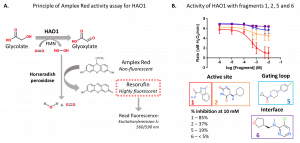Characterisation of HAO1 fragment hits in solution – openlabnotebooks.org