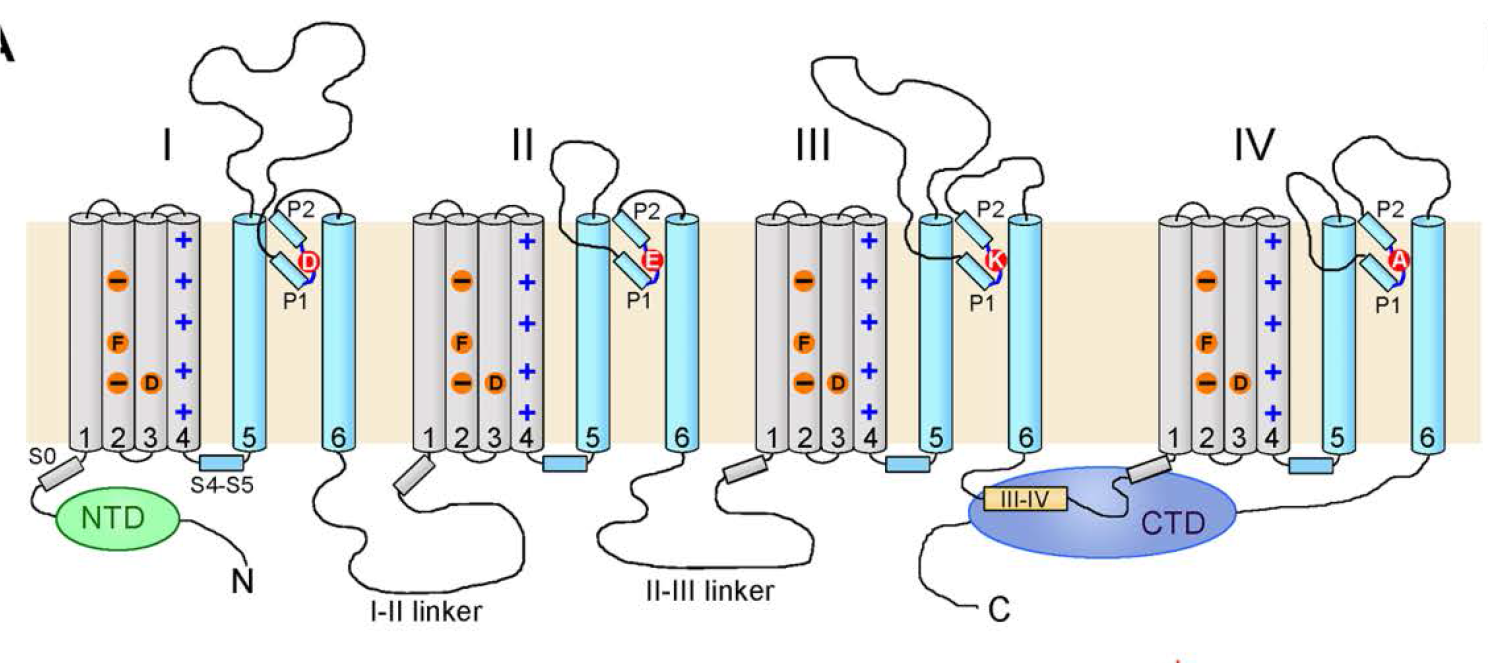 Design of split-intein mediated SCN1A protein trans-splicing ...