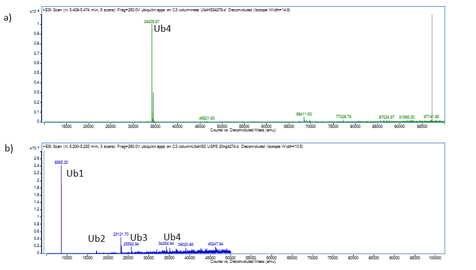 Development of a Mass Spectrometry USP5 Catalytic Activity Assay ...