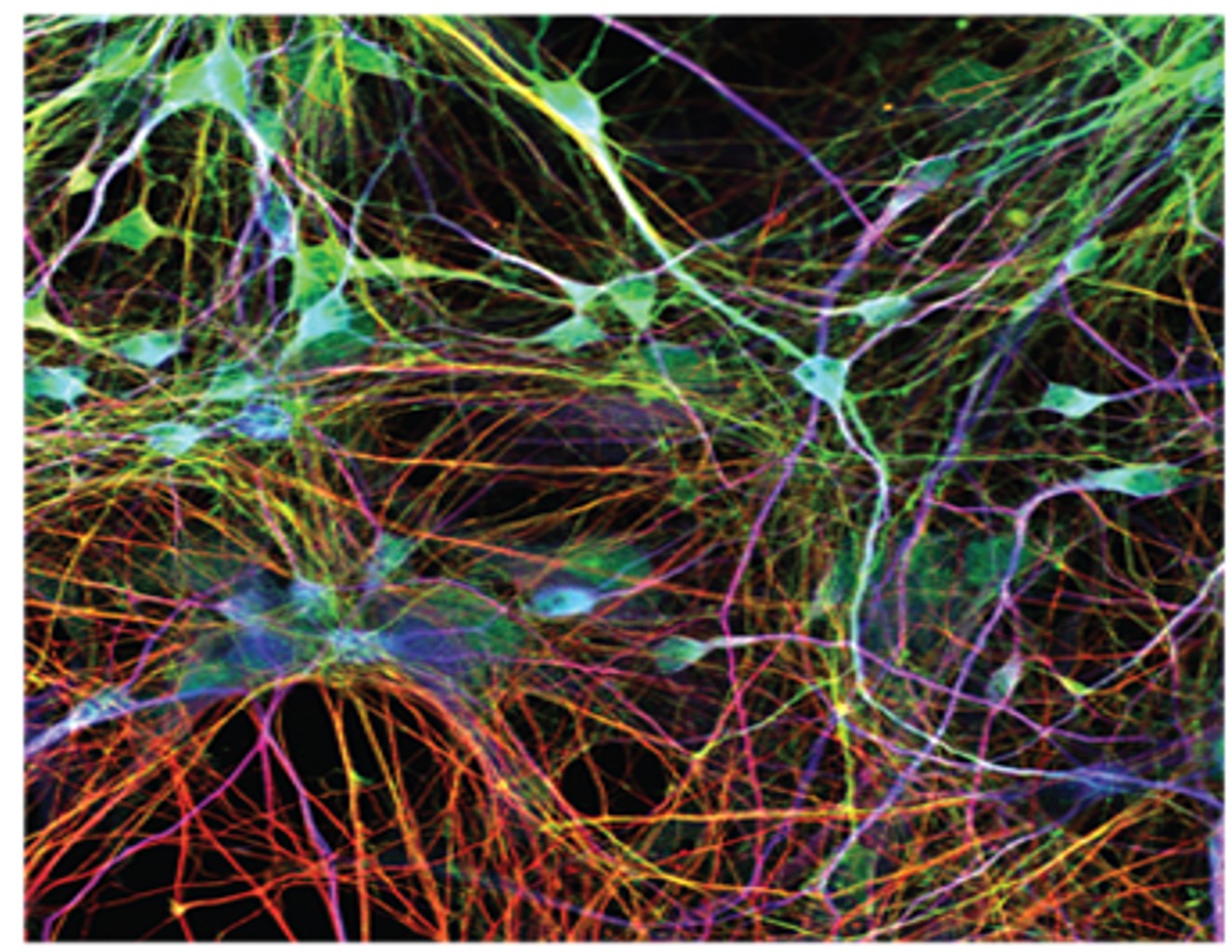 Years and Years… of Dopaminergic neurons – openlabnotebooks.org