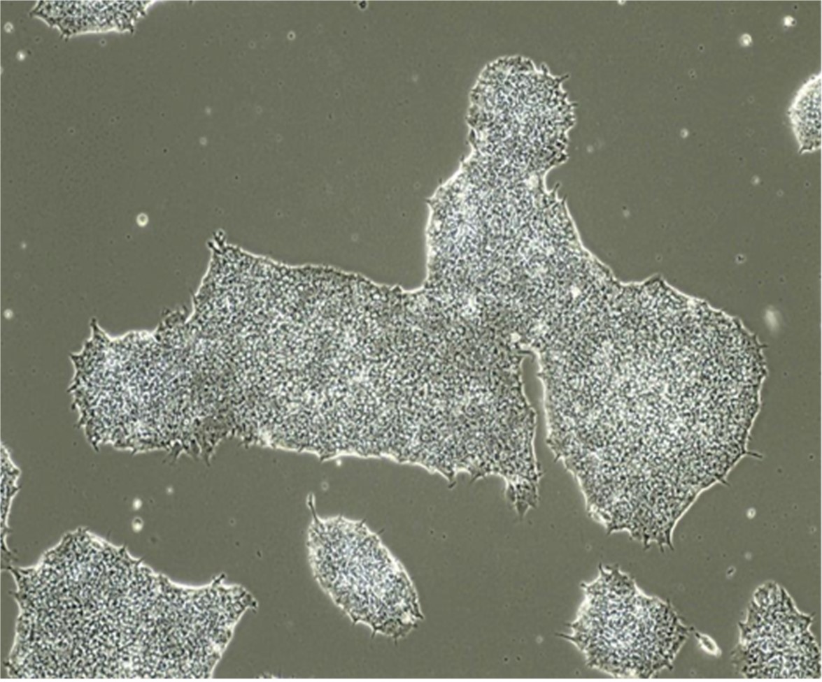 Cell types we work with – openlabnotebooks.org