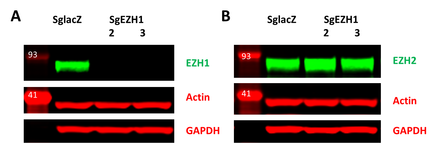 CRISPR knockout of EZH1 in AML cell line – openlabnotebooks.org
