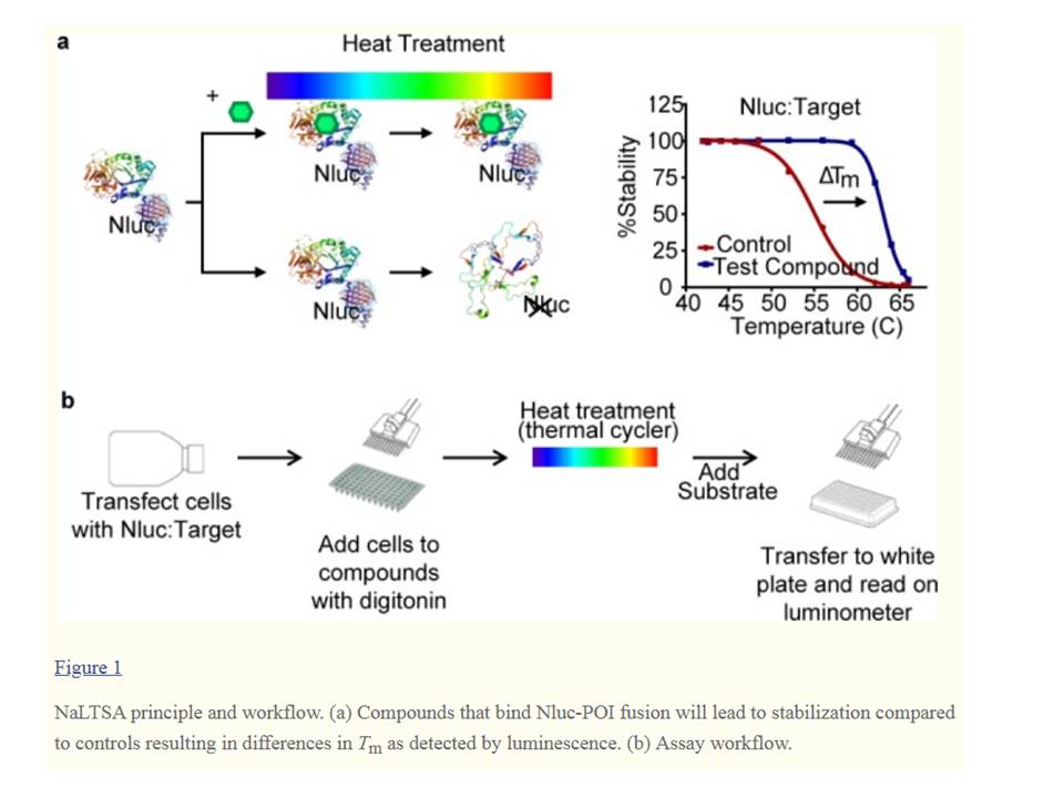 HDAC11 target engagement assay development in cells – CETSA ...