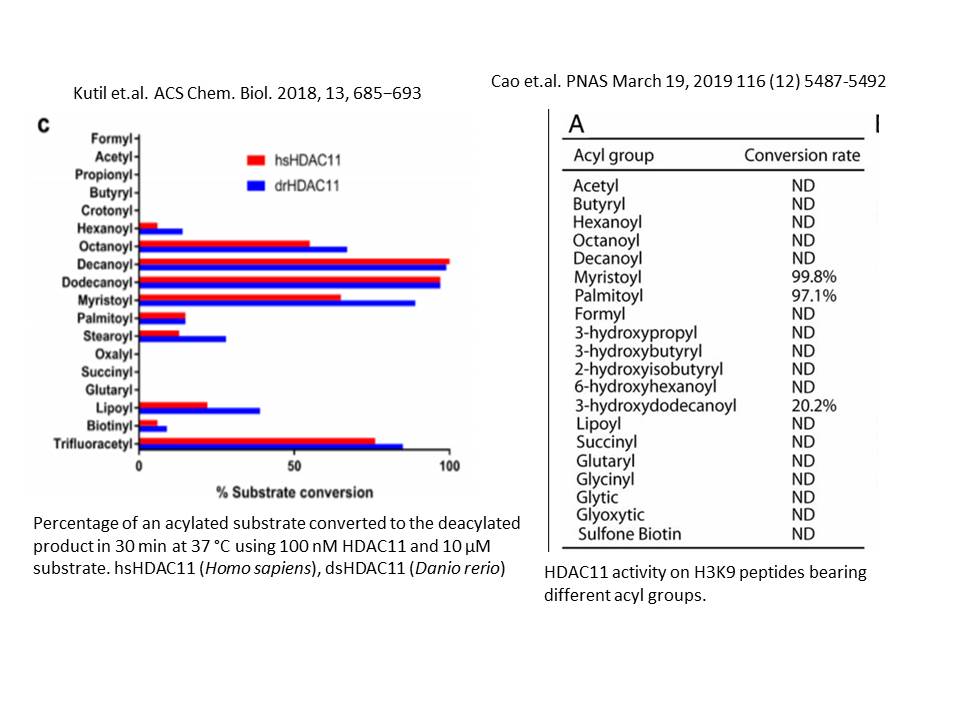 HDAC11 target engagement assay development in cells – CETSA ...