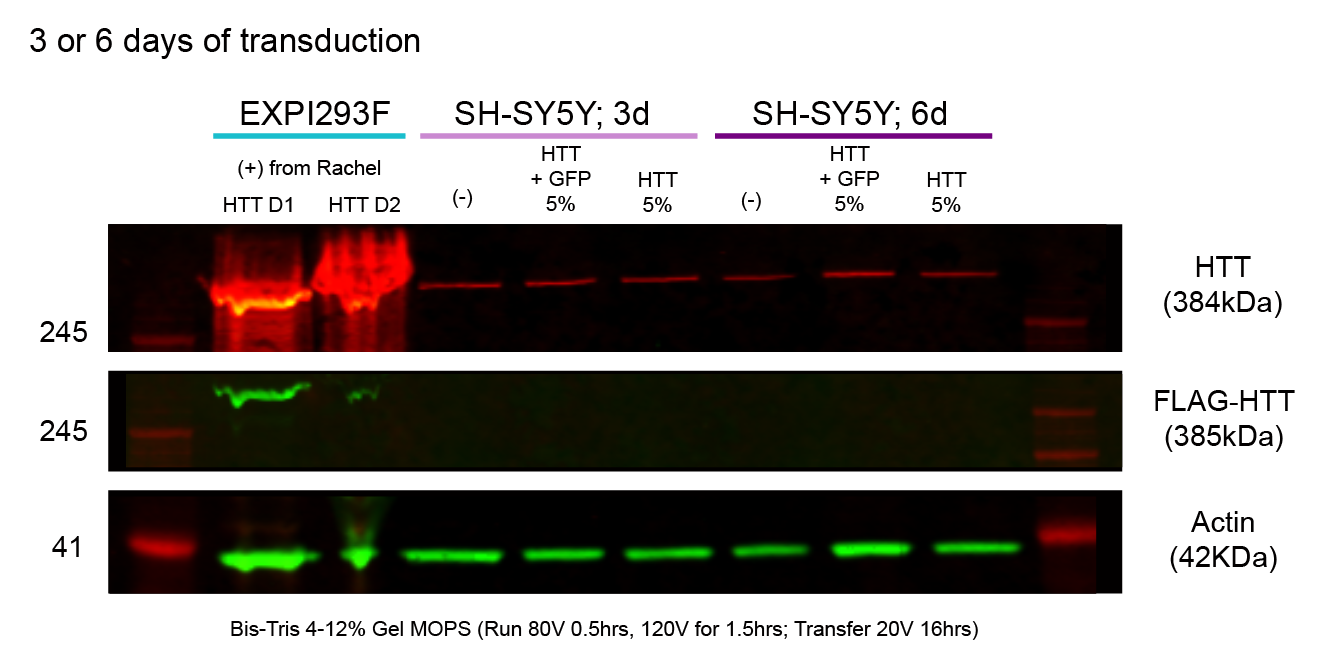 Project Overview: Overexpressing HTT in neuronal cells ...