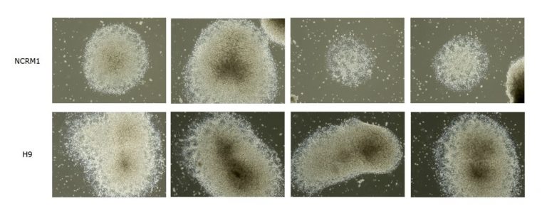 Making neuronal progenitors: The pre-season period for neurons ...
