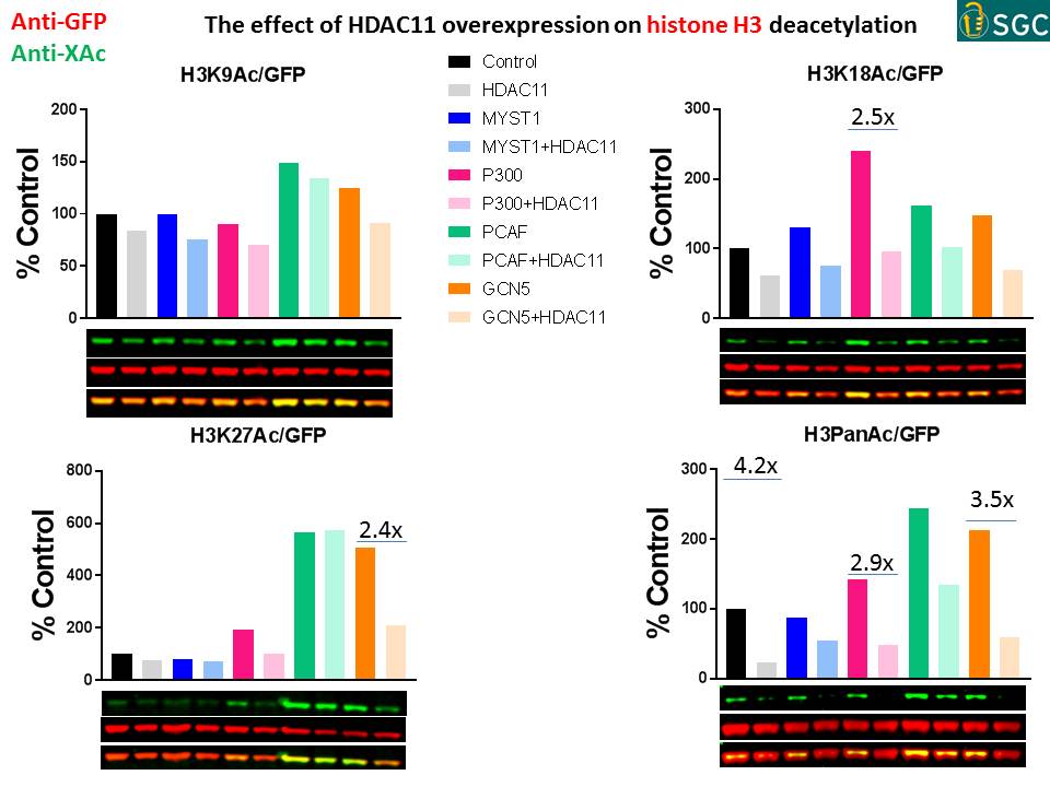 HDAC11 cellular assay development- histones deacetylation ...