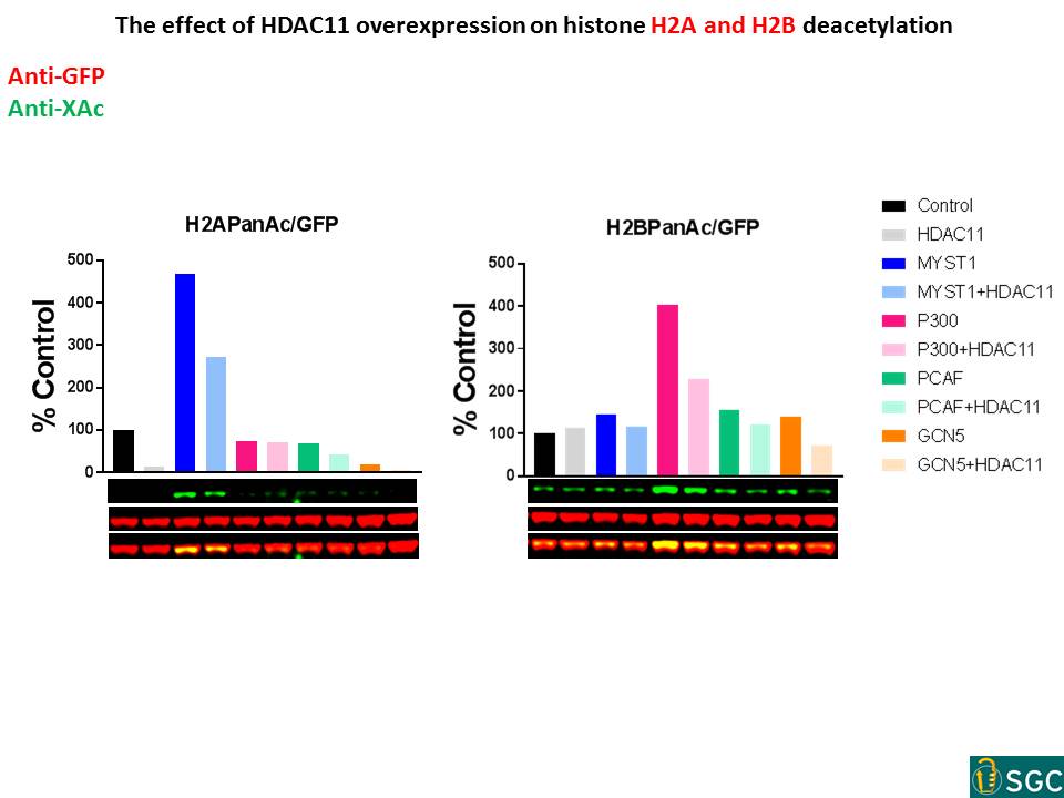 HDAC11 cellular assay development- histones deacetylation ...