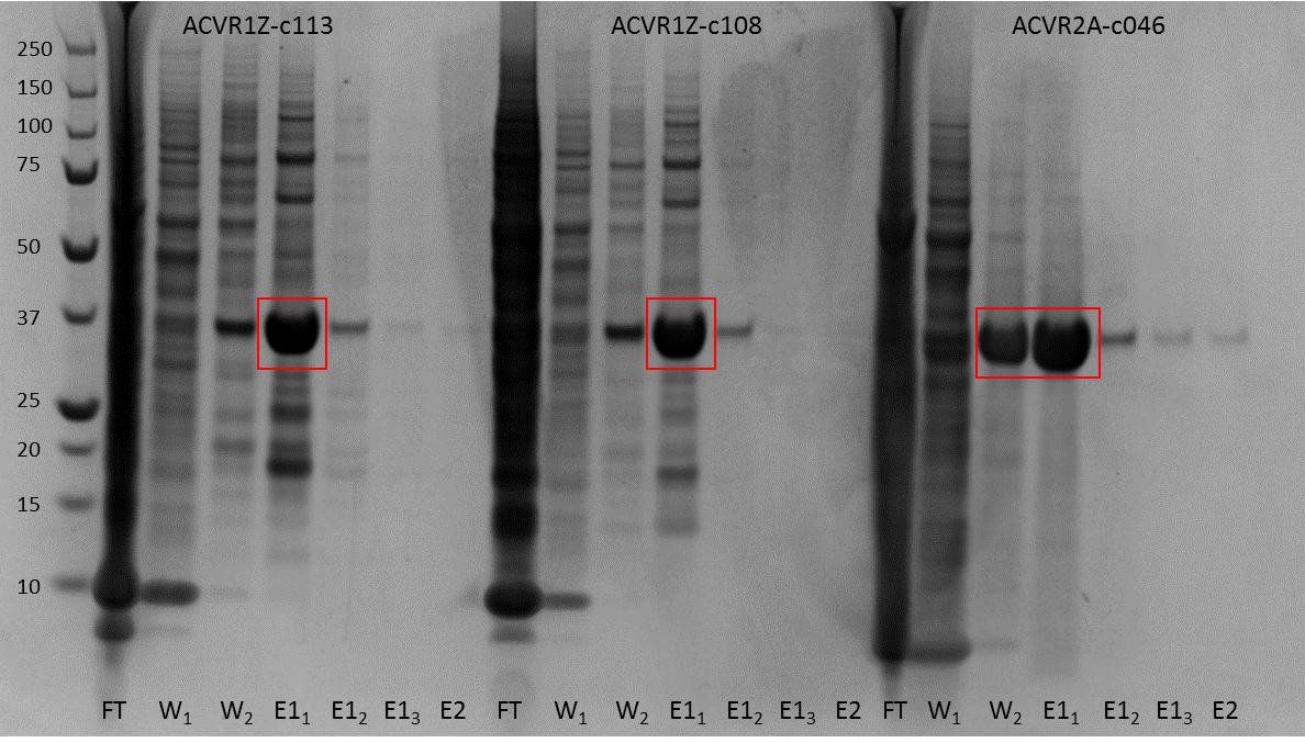 Purification of more ALK2 GS loop mutants and fresh ACVR2 ...