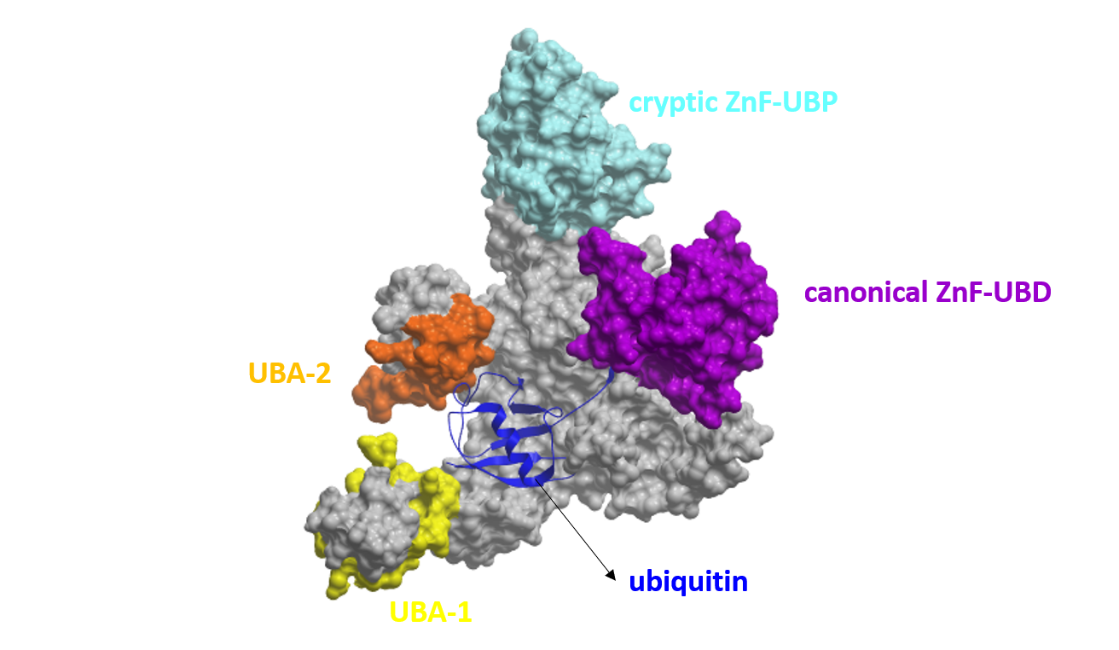 SEC-MALS: USP5 and Ubiquitin – openlabnotebooks.org