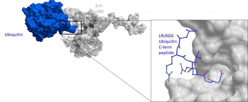 USP5 and ubiquitin interaction assay – NaNoBRET – openlabnotebooks.org