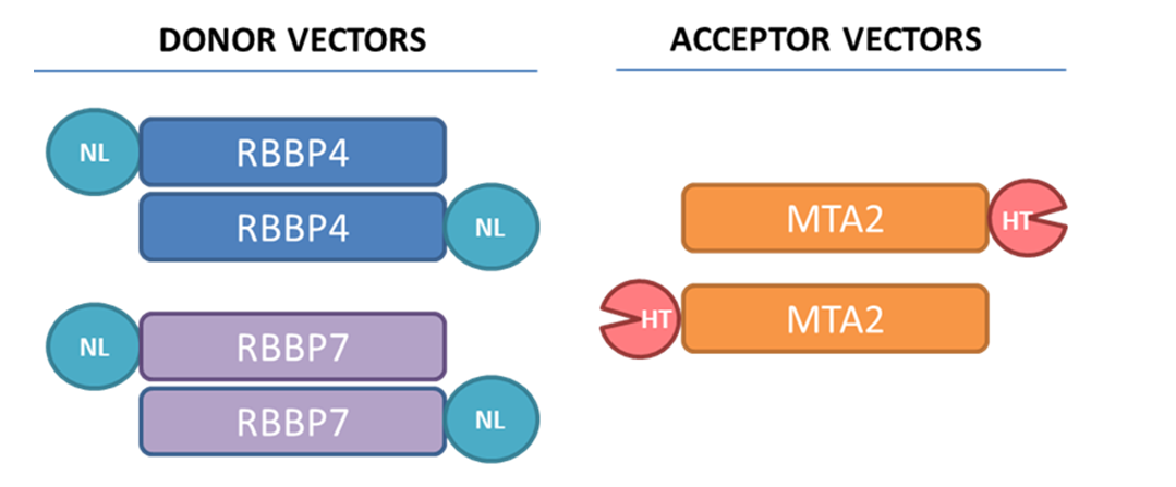 MTA2 and RBBP4/7 protein-protein interaction assay – NanoBRET ...