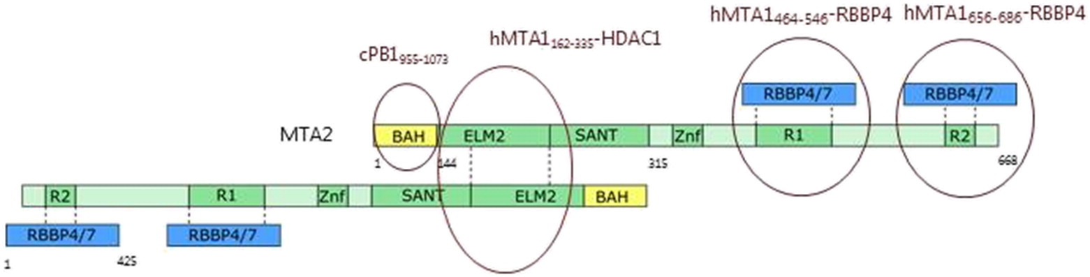 MTA2 and RBBP4/7 protein-protein interaction assay – NanoBRET ...