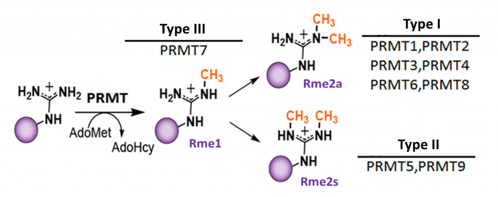 PRMT6 cellular assay – openlabnotebooks.org