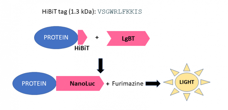GID4 (human) cellular assay – openlabnotebooks.org