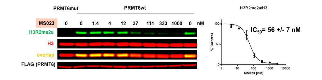 PRMT6 cellular assay – openlabnotebooks.org