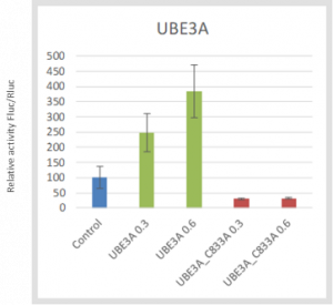 UBE3A Wnt signaling Cell Assay – openlabnotebooks.org