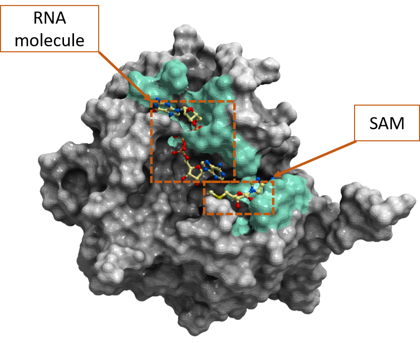 Mapping the genetic variations of Alpha- and Betacoronavirus UniProt ...