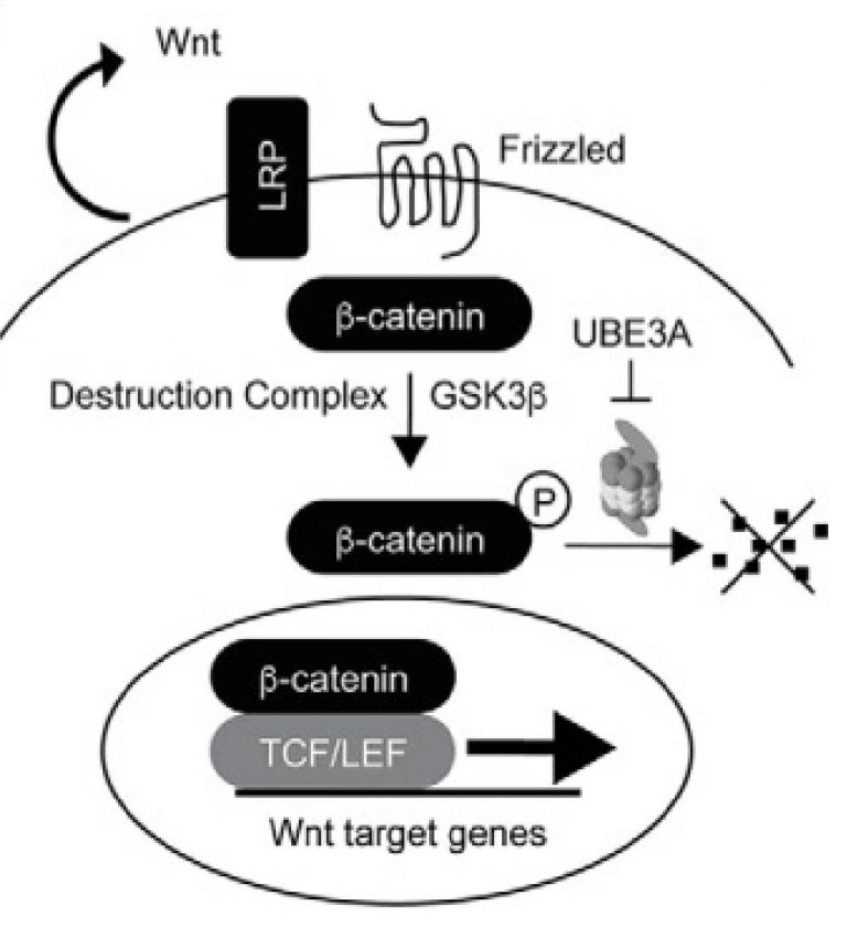 UBE3A Wnt signaling Cell Assay – openlabnotebooks.org