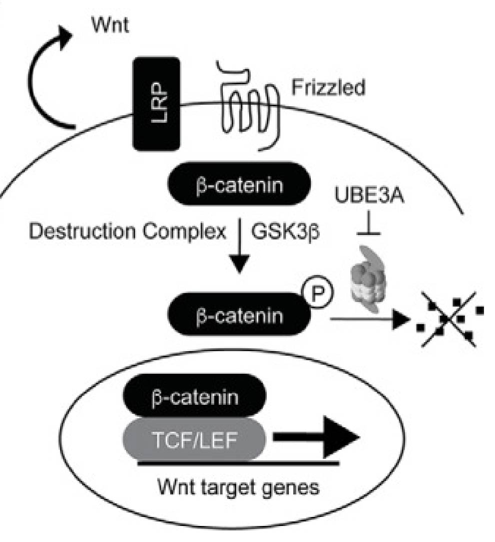 UBE3A Wnt signaling Cell Assay – openlabnotebooks.org